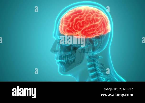 Central Organ of Human Nervous System Brain Anatomy Animation Concept ...