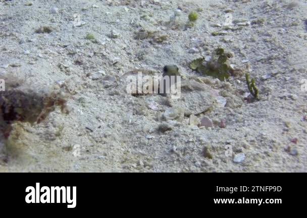 Largemouth fish peeks out of its burrow of bottom underwater close-up ...