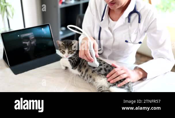 Veterinarian conducts ultrasound examination of cat closeup. Ultrasound ...