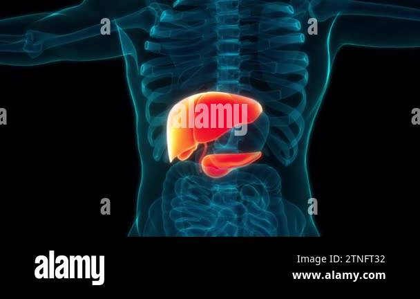 Human Internal Digestive Organ Liver Anatomy Animation Concept. 3D ...