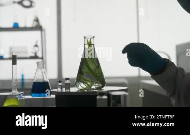 A plant in an Erlenmeyer flask for an experiment close up. The male ...