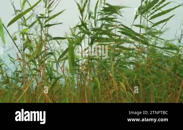 Common reed, or southern reed, Phragmites australis, a tall perennial ...