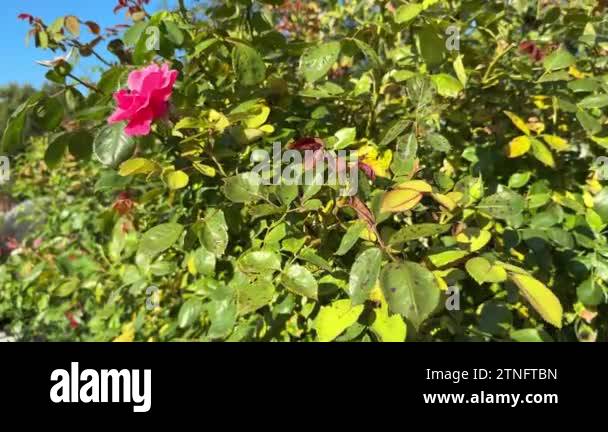 Brown and black spots on rose leaves. Plant affected by Diplocarpon ...