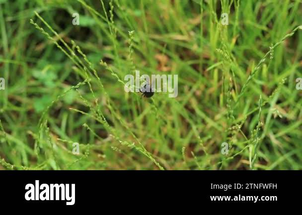 Climbing on a blade of grass Stock Videos & Footage - HD and 4K Video ...