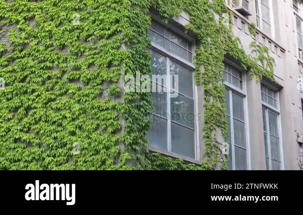 Hedge vine Stock Videos & Footage - HD and 4K Video Clips - Alamy
