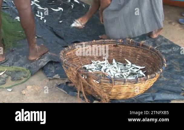 Fish market sri lanka Stock Videos & Footage - HD and 4K Video Clips ...
