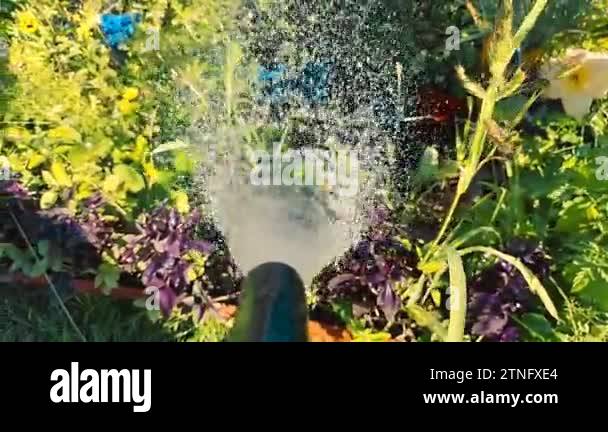 Tree injection Stock Videos & Footage - HD and 4K Video Clips - Alamy