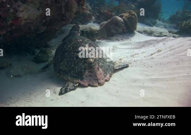 Caribbean Sea is home to sea turtle that swims near bottom and corals ...