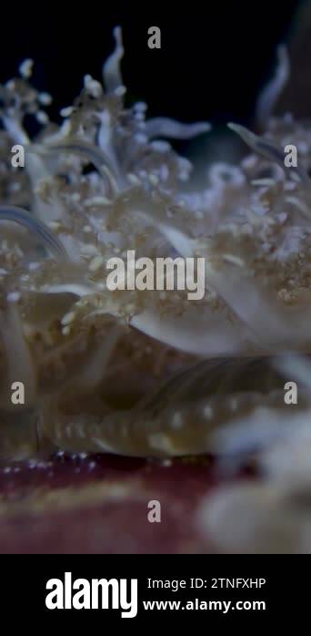 background for any text advertising seafood life under water ocean sea ...