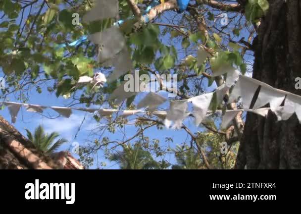 Bodhi tree Stock Videos & Footage - HD and 4K Video Clips - Alamy