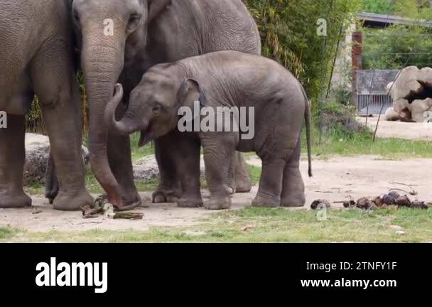 Little Asian or Asiatic elephant, Elephas maximus is the only living ...