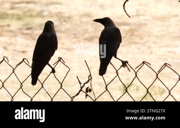 Crows on fence Stock Videos & Footage - HD and 4K Video Clips - Alamy