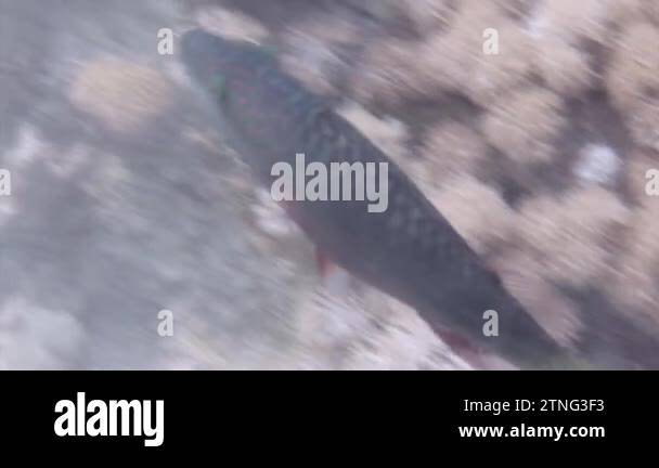 Fish with vivid colors underwater Red Sea, adjacent to coral ecosystem ...