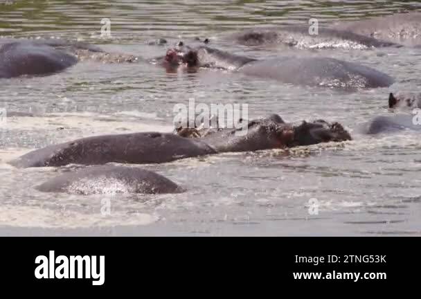 A group of old hippos (Hippopotamus amphibius) swimming around in a dirty and clouded lake. The ...
