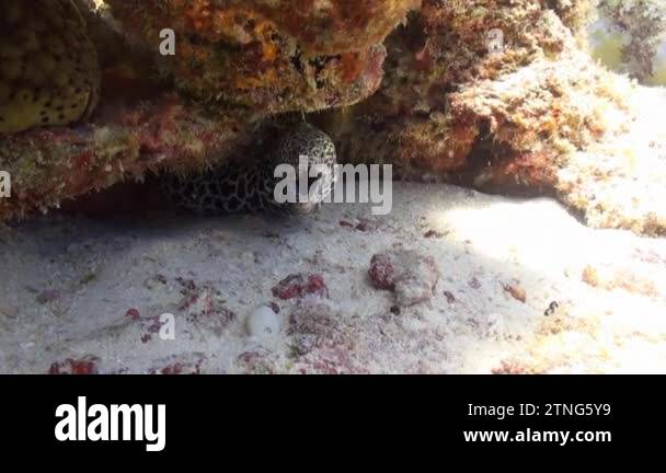 Moray eel on seabed under coral preys underwater in Maldives. Only ...