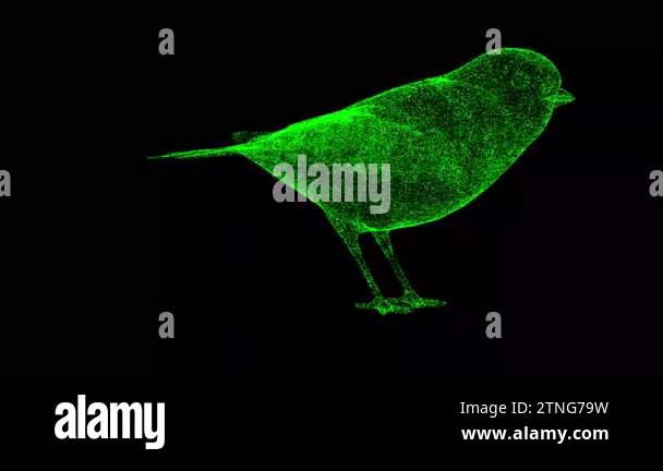 3D Nightingale Bird rotates on black bg. Wild animals concept ...