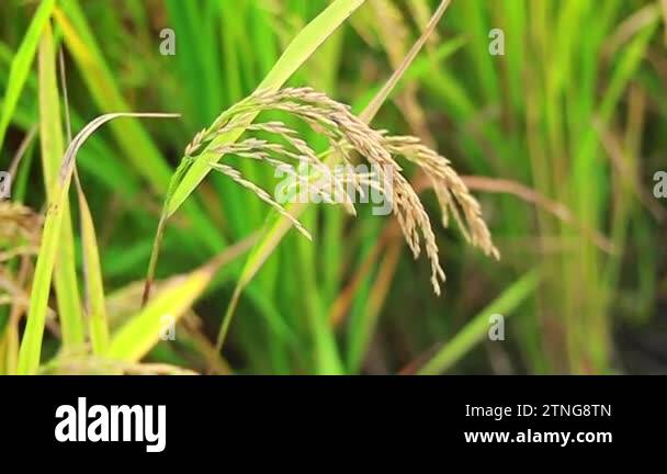 Paddy golden rice fields, Paddy rice plants for harvesting, Yellow ...