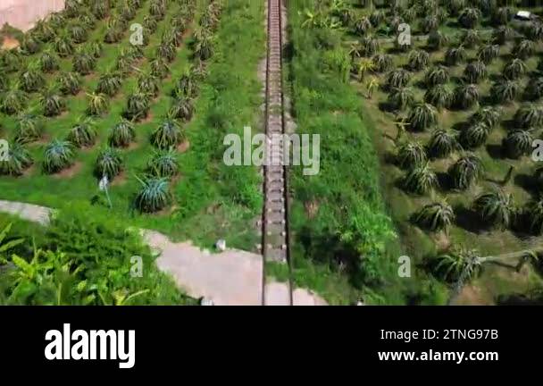 Dragon fruit, grown in the heat. Top view dragon fruit trees growing in ...