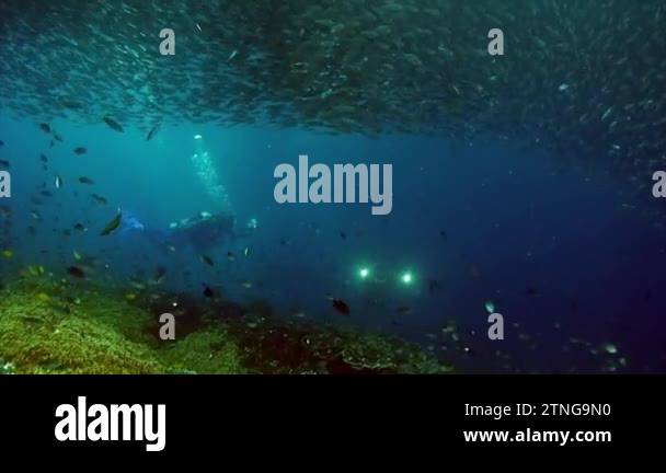 Schooling behavior of fish and underwater wildlife. Group fish of one ...