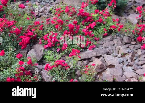 Rock rockery Stock Videos & Footage - HD and 4K Video Clips - Alamy