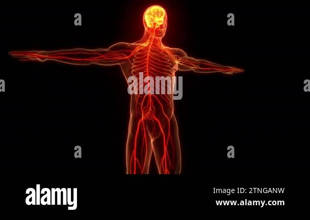 Central Organ of Human Nervous System Brain Anatomy Animation Concept ...