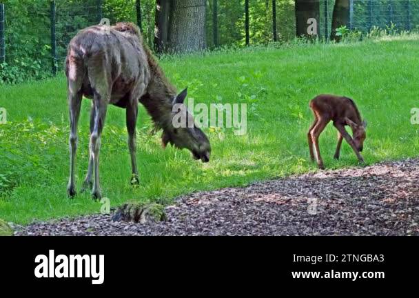 Family of moose or elk, Alces alces is the largest extant species in ...