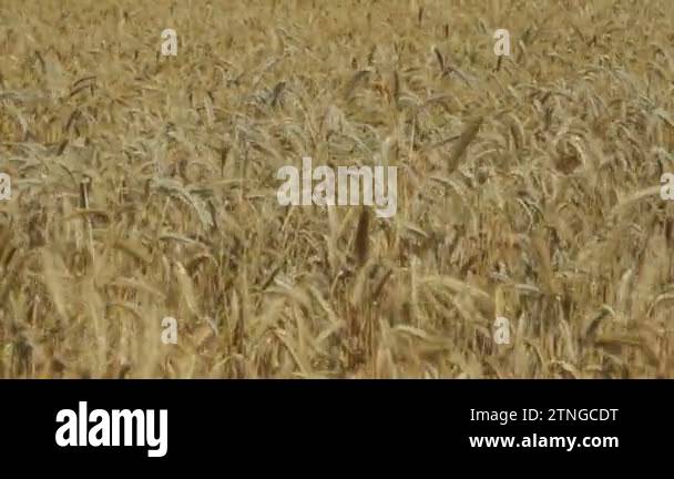 Rye common Stock Videos & Footage - HD and 4K Video Clips - Alamy