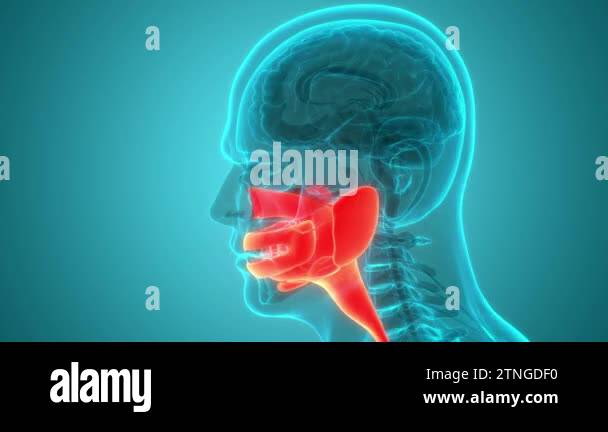 Nose and anatomy and 3d Stock Videos & Footage - HD and 4K Video Clips ...