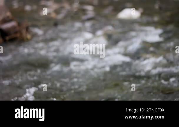 clean sacred river ganges flowing and crossing pebbles and stones in ...