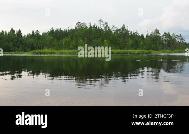 Lososinnoye lake. Taiga ecosystem. Reed sedge. Tourism and recreation ...