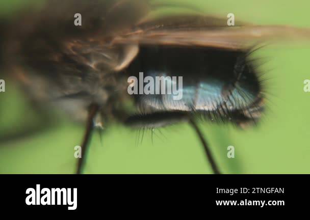 Insect diptera halteres Stock Videos & Footage - HD and 4K Video Clips ...