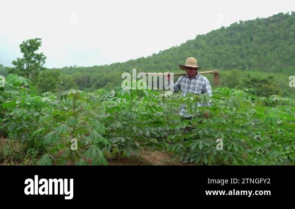 Male, adult, farmer, walking holding a shovel, looking after the farm ...