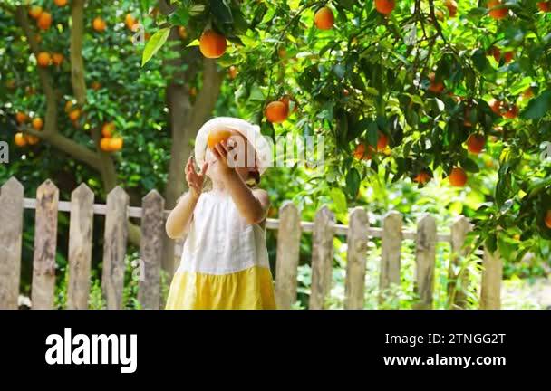 Oranges in an orange tree Stock Videos & Footage - HD and 4K Video ...