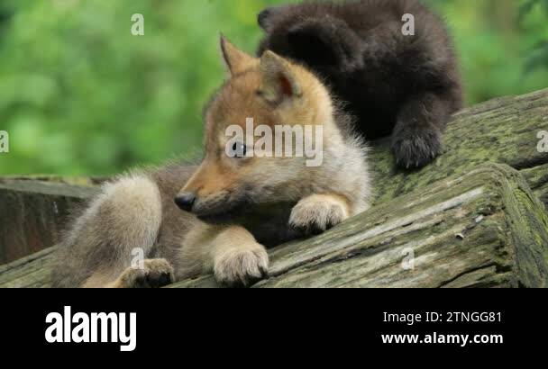 Cubs Northwestern wolf cubs, (Canis lupus occidentalis), also known as ...