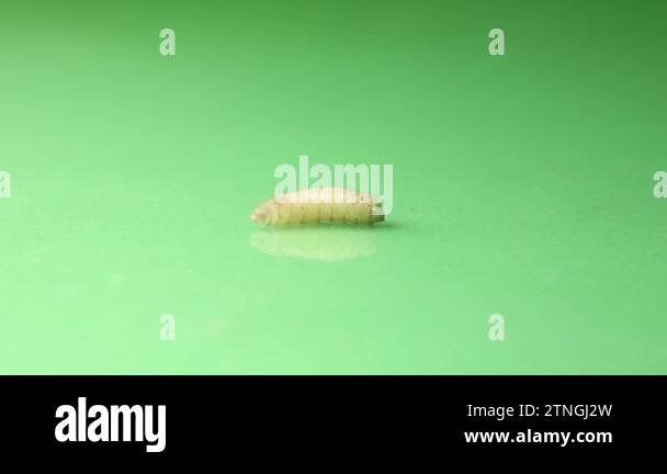 Housefly maggots Stock Videos & Footage - HD and 4K Video Clips - Alamy