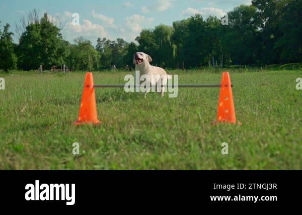 Bounding training Stock Videos & Footage - HD and 4K Video Clips - Alamy