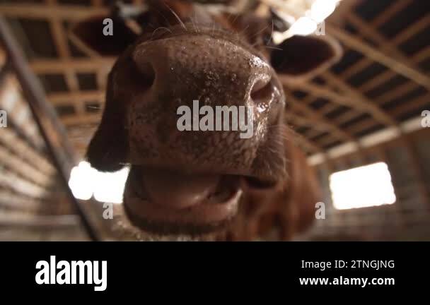 Goofy cow Stock Videos & Footage - HD and 4K Video Clips - Alamy