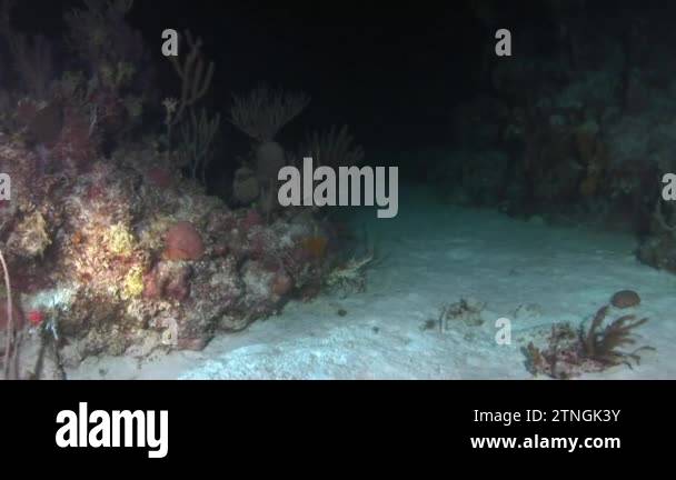 Lobster on underwater sandy bottom near corals. Coral reefs are an ...