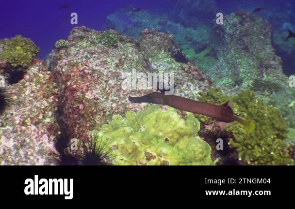 Flute fish on underwater seabed of ocean. Fistularia tabacaria tobacco ...