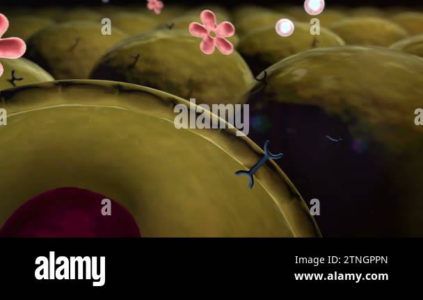 Fat file Stock Videos & Footage - HD and 4K Video Clips - Alamy