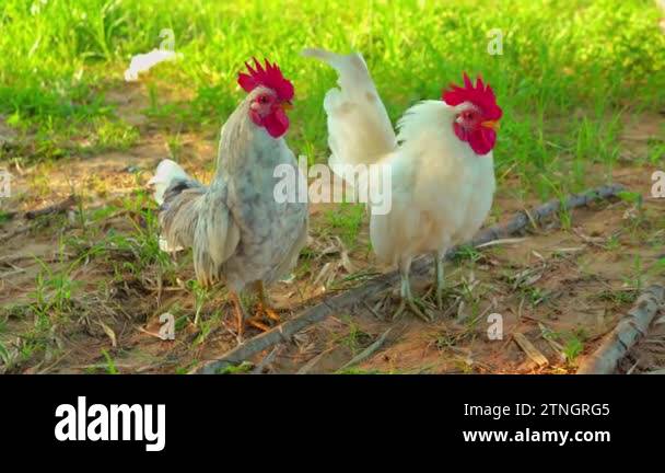 Hen farming Stock Videos & Footage - HD and 4K Video Clips - Alamy