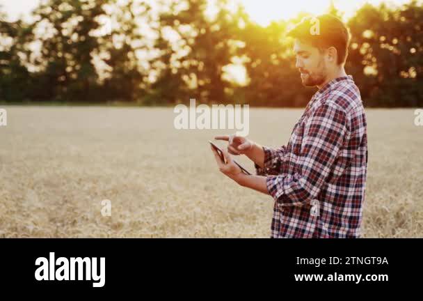 Farmer using a tablet pc standing at ripe wheat field on sunset ...