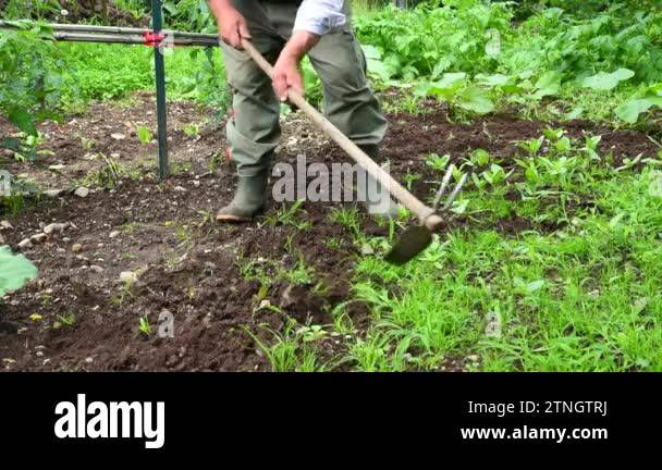 Man hoeing Stock Videos & Footage - HD and 4K Video Clips - Alamy