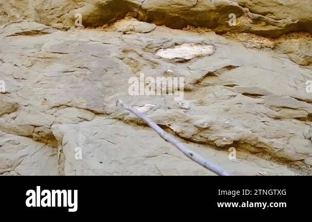 Close up southern elephant fossilized shoulder bones remains in rocks ...