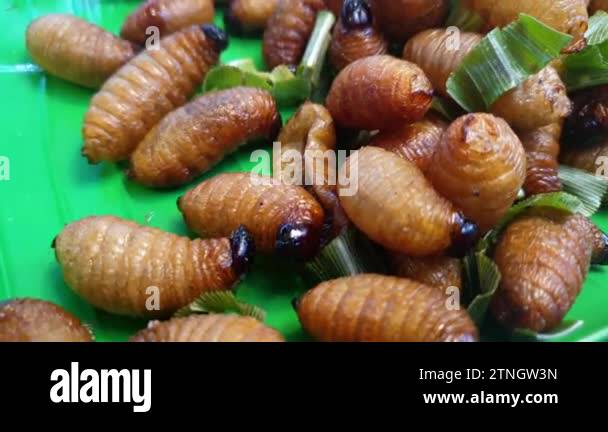 Larva palm worm weevil deep fried fat insect snack sell exotic food in ...