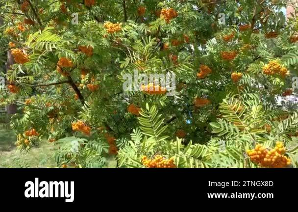 Sorbus tree Stock Videos & Footage - HD and 4K Video Clips - Alamy