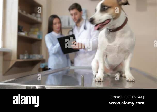 Dog jumping down from the vet table. Close up of nice Jack Russel ...