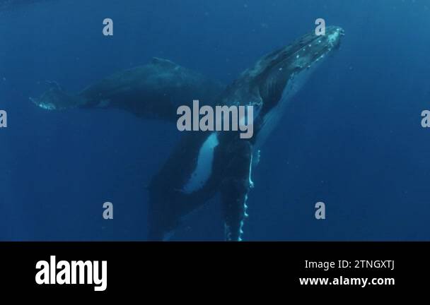 Humpback whales underwater of Pacific Ocean. Giant animal Megaptera ...