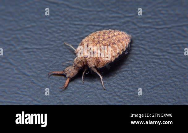 Antlion Larva (Myrmeleon formicarius), brown hairy insect larva on a ...