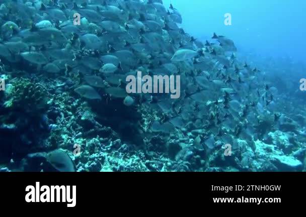 Islands tradition traditional Stock Videos & Footage - HD and 4K Video ...